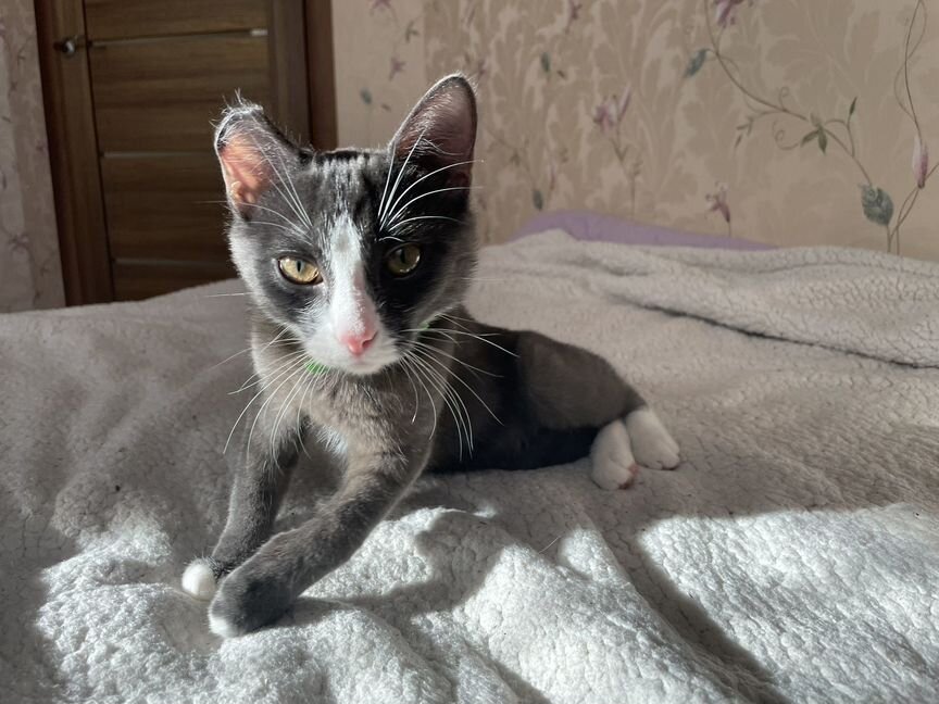 Кот