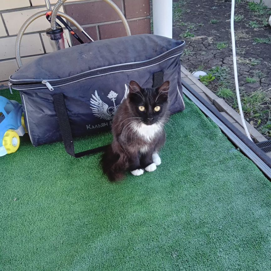 Кошечка-подросток