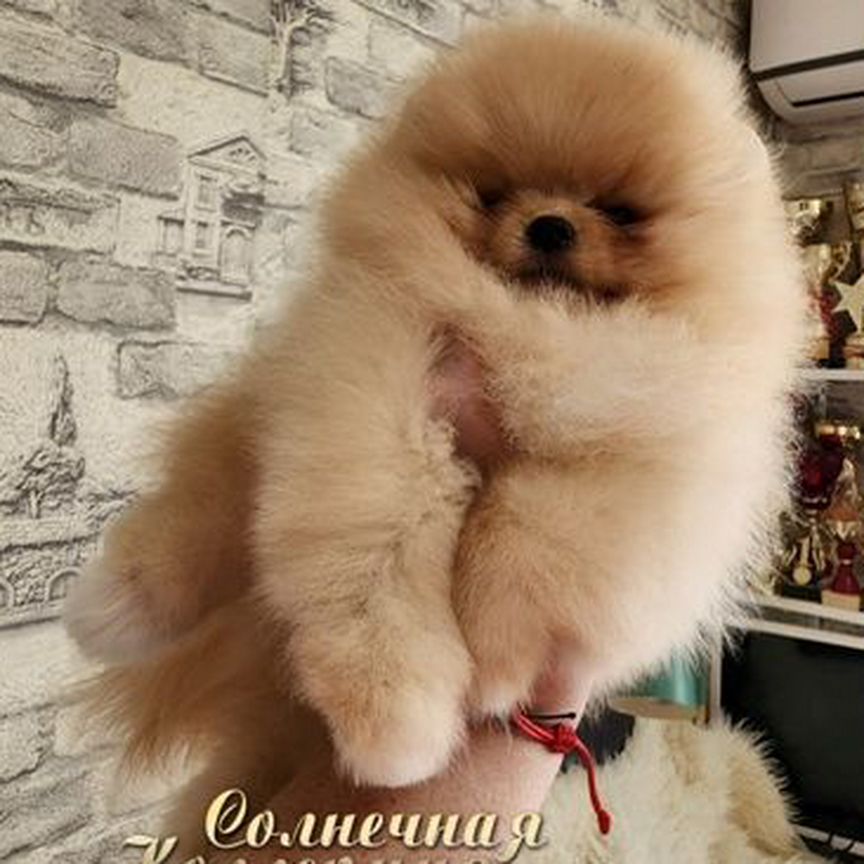 Померанский шпиц, щенок