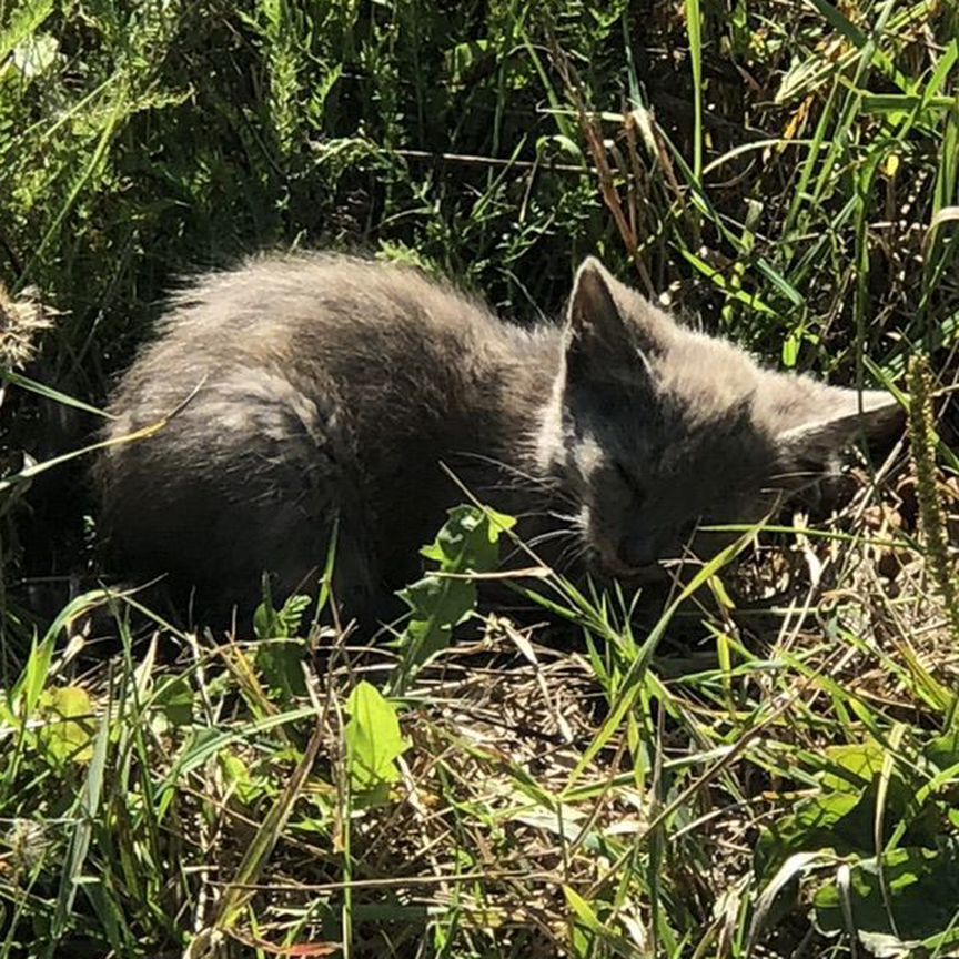 Котенок