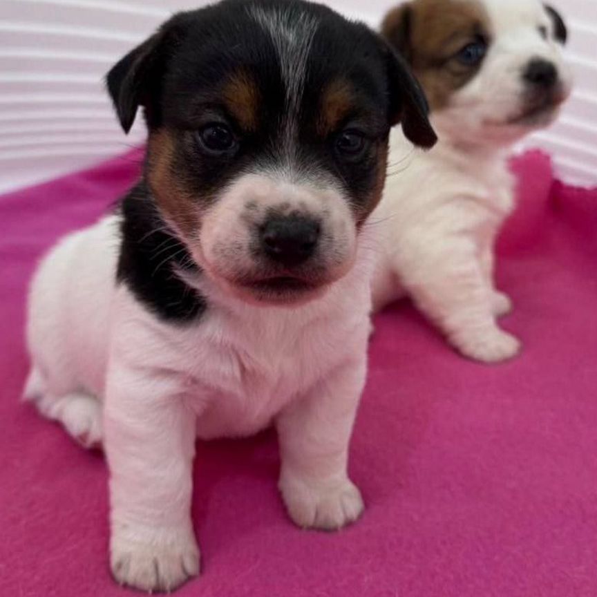 Джек-рассел-терьер, щенок
