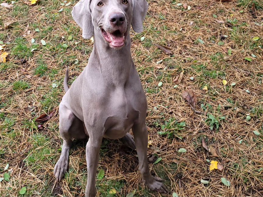 Собака в добрые руки