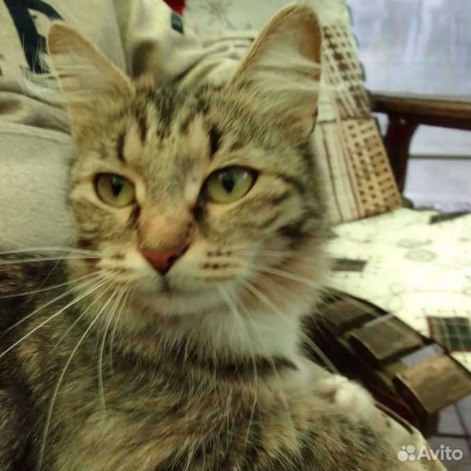 Кошка с приданым