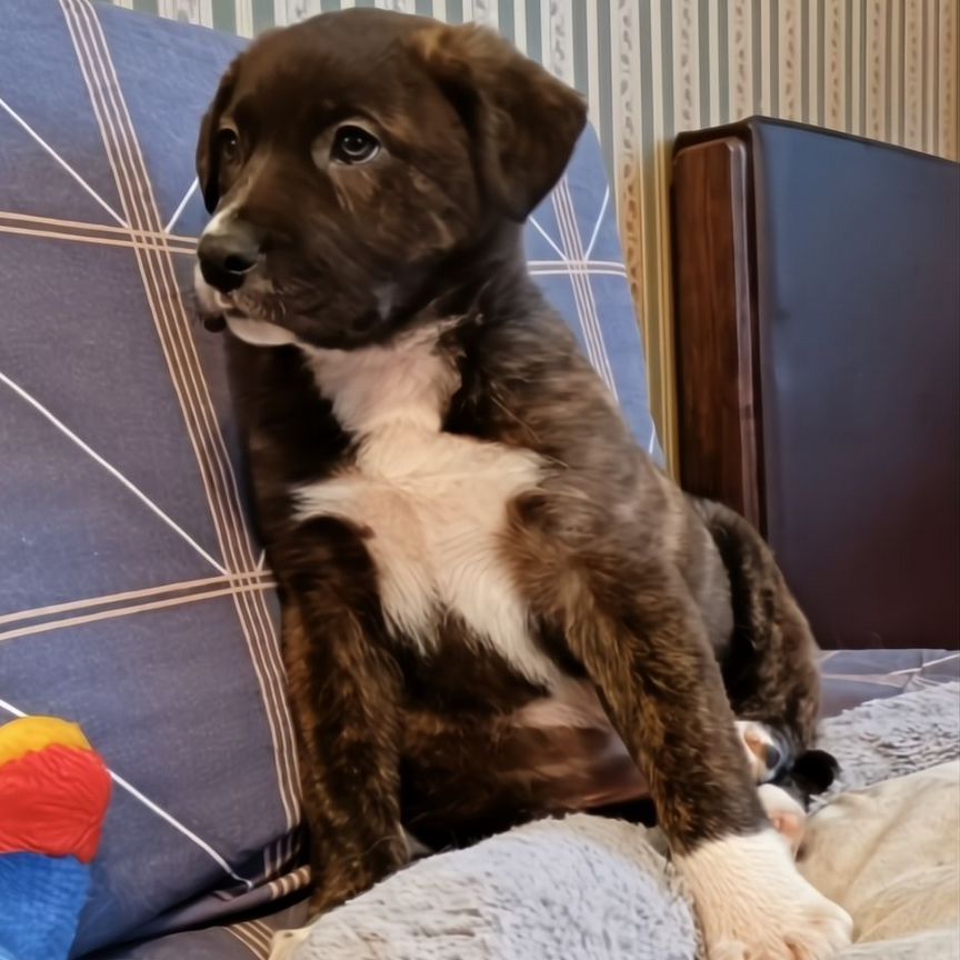 Щенок в добрые руки