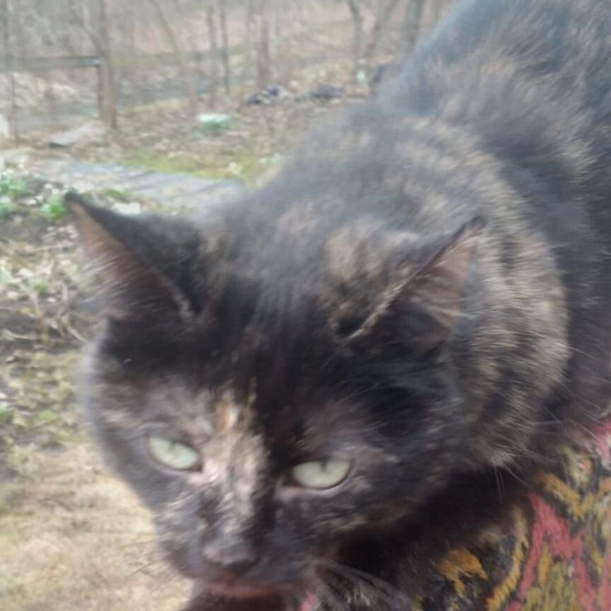 Кошечка в добрые руки