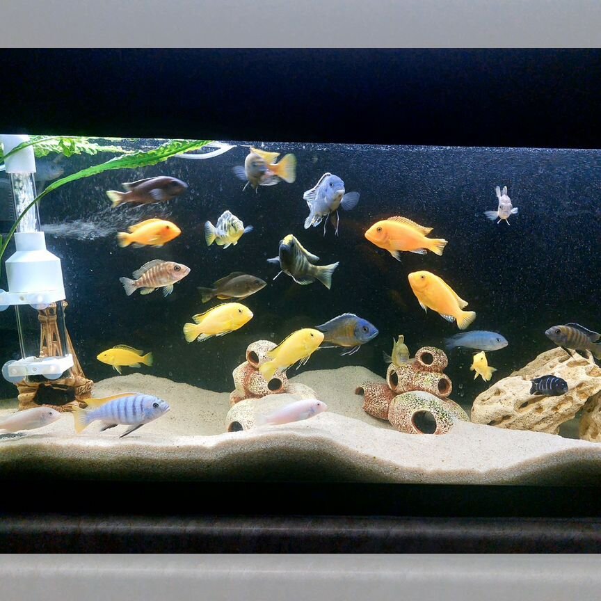 Малавийские цихлиды