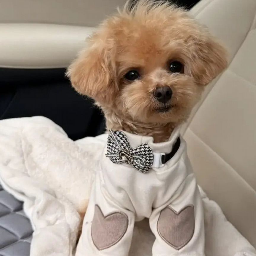 Бишон фризе, щенок