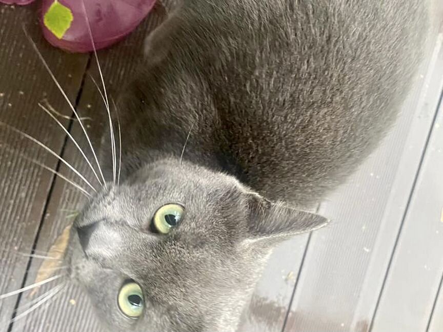 Ласковый кот ищет семью