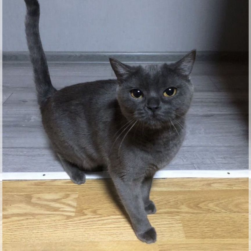 Кошка Британец