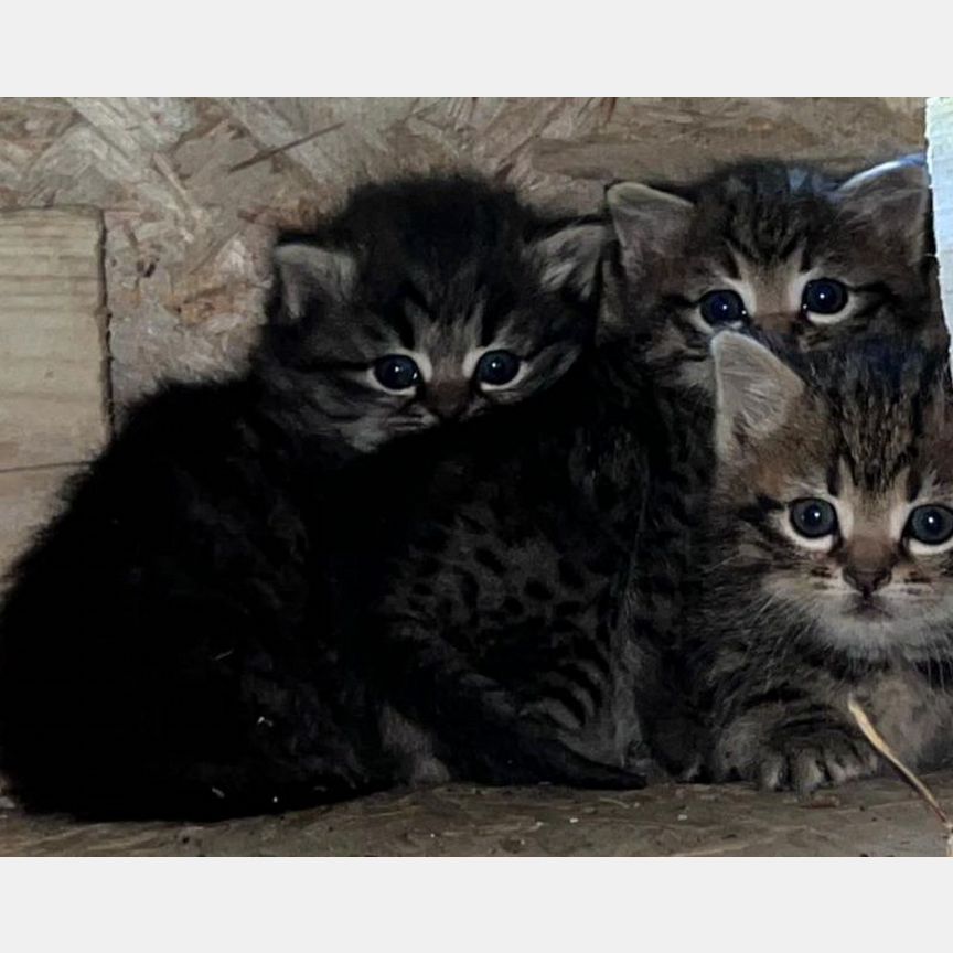 Очень красивые котята