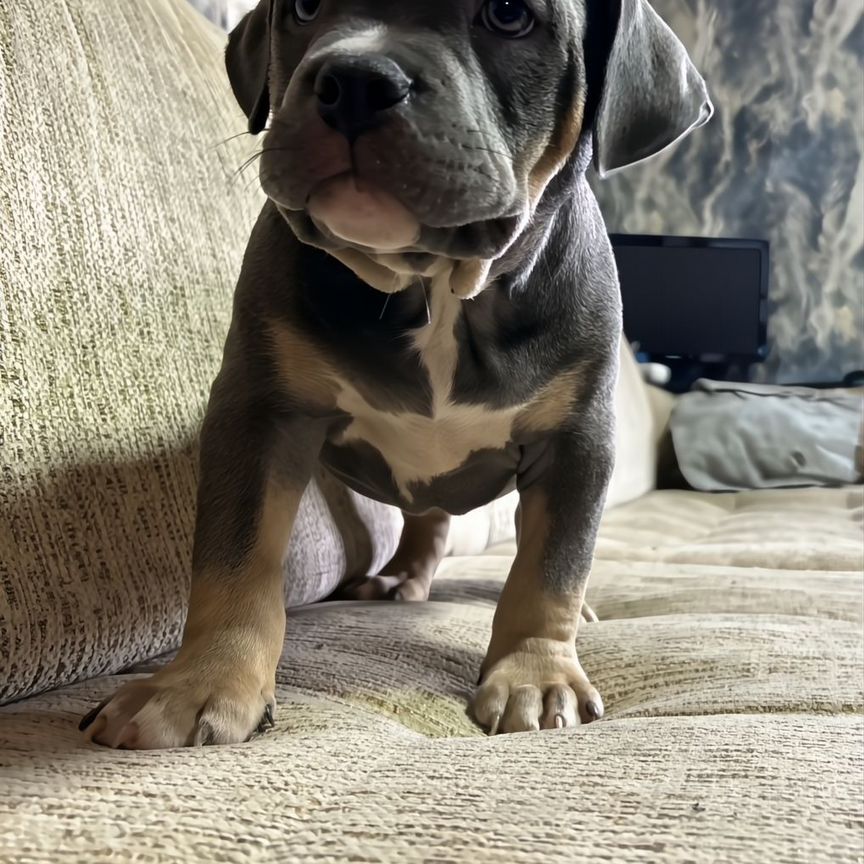 Американский булли, щенок