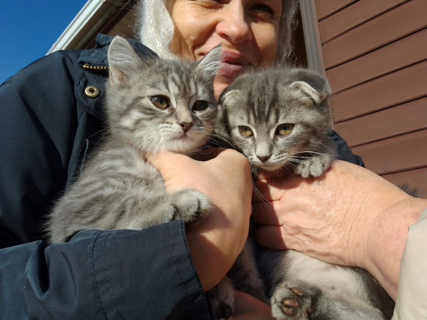 Вислоухий кот и кошка бесплатнт