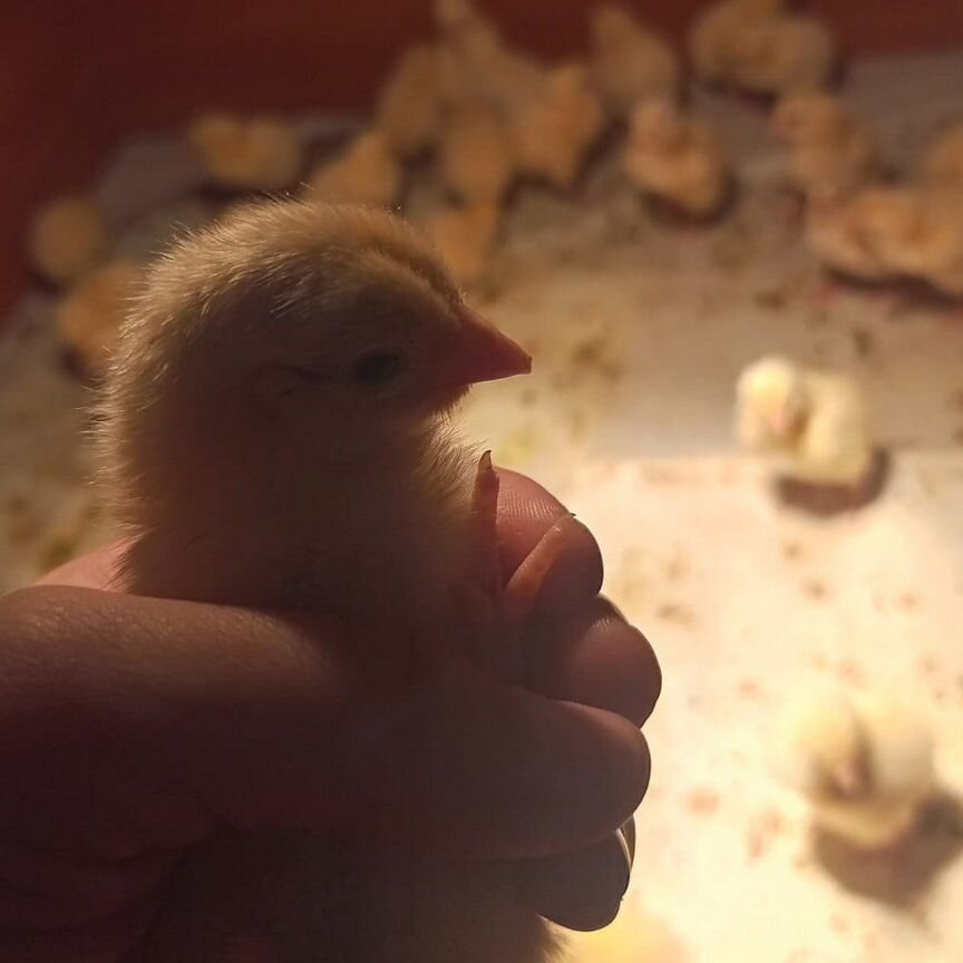 Цыплята Загорские лососевые