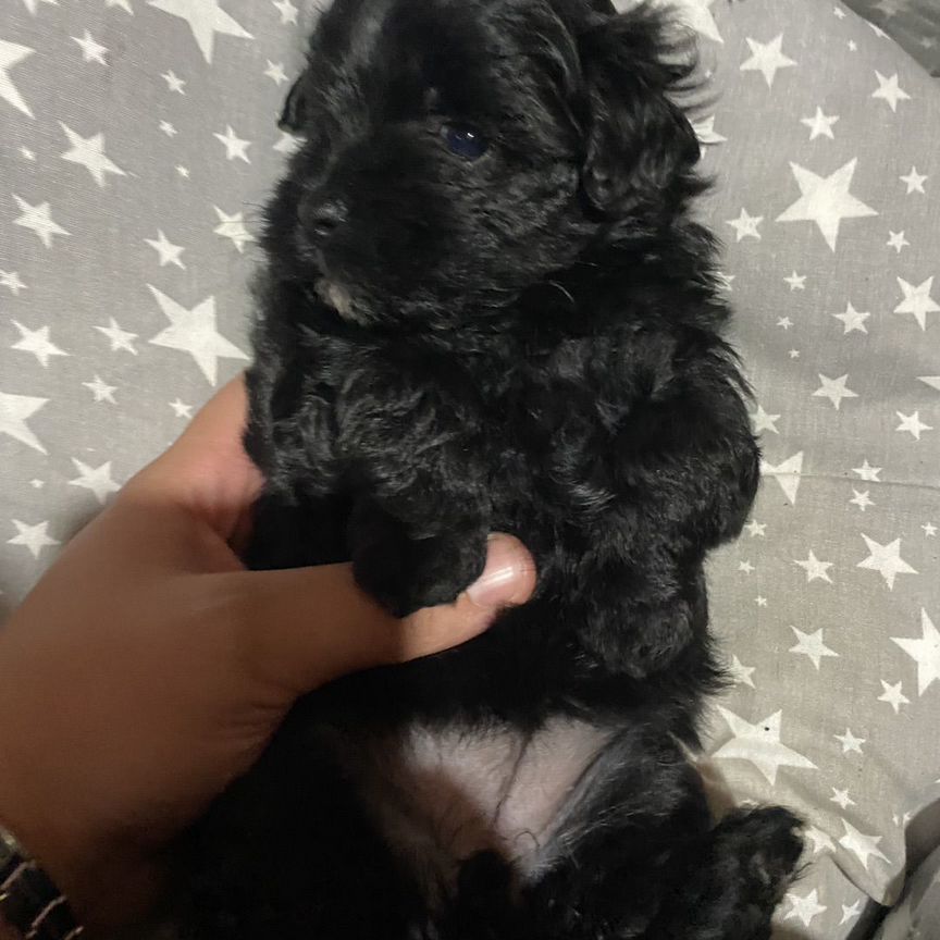 Йоркширский терьер щенки