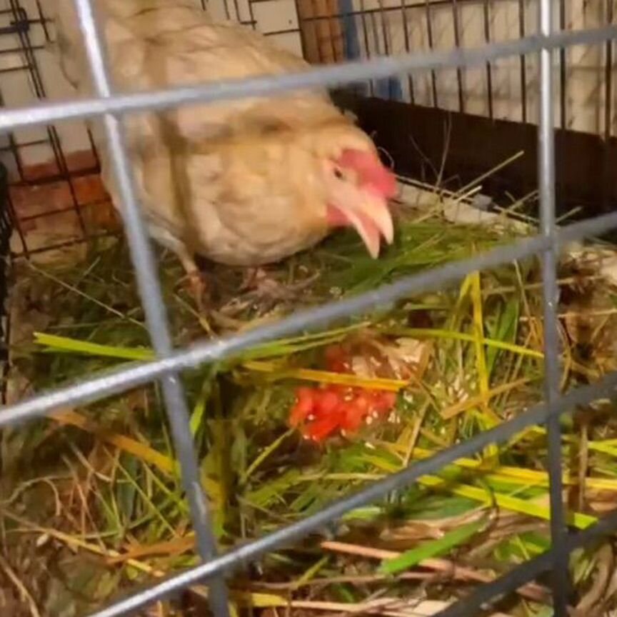 Курица несушка