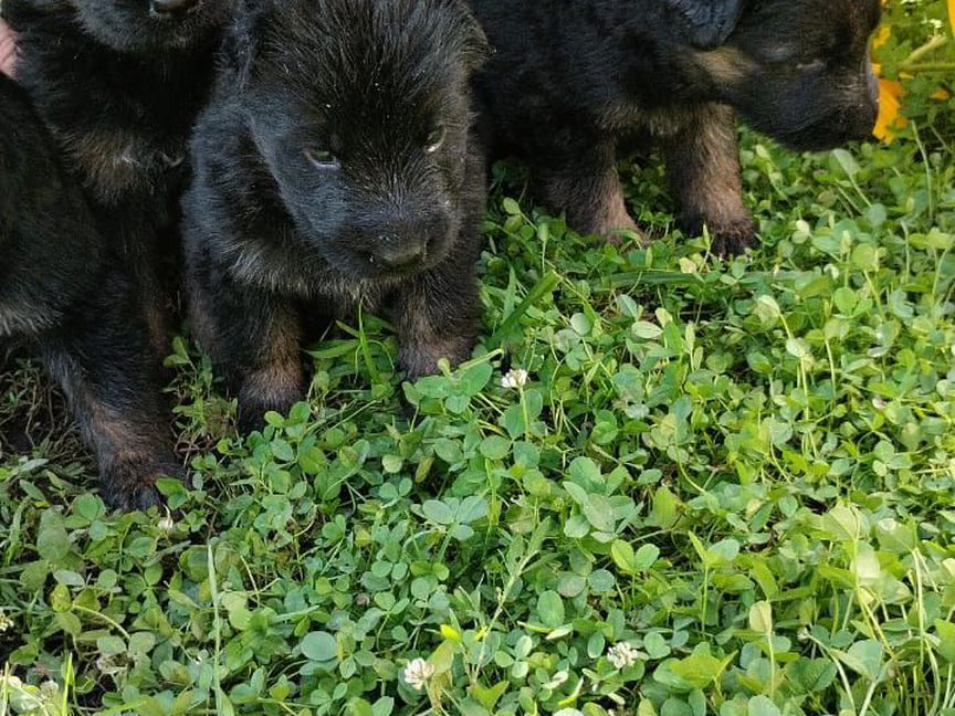 Щенки немецкой овчарки