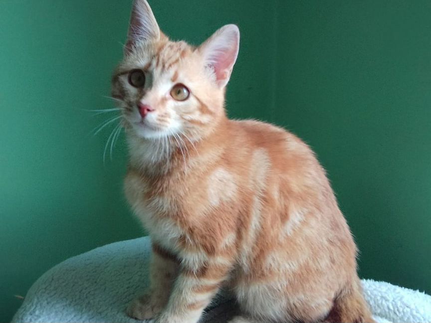 Котенок в добрые руки