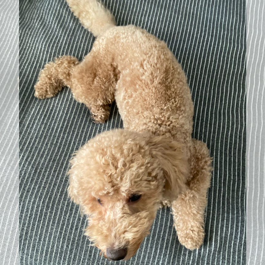 Пудель отдам в хорошие руки