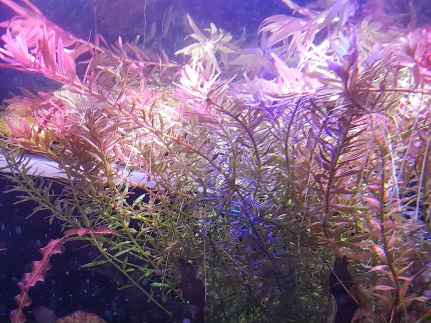 Аквариумные растения