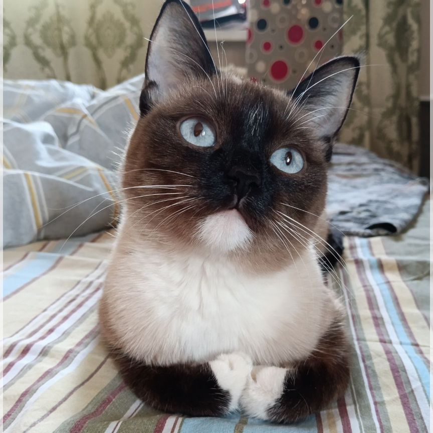 Сиамская кошка вязка