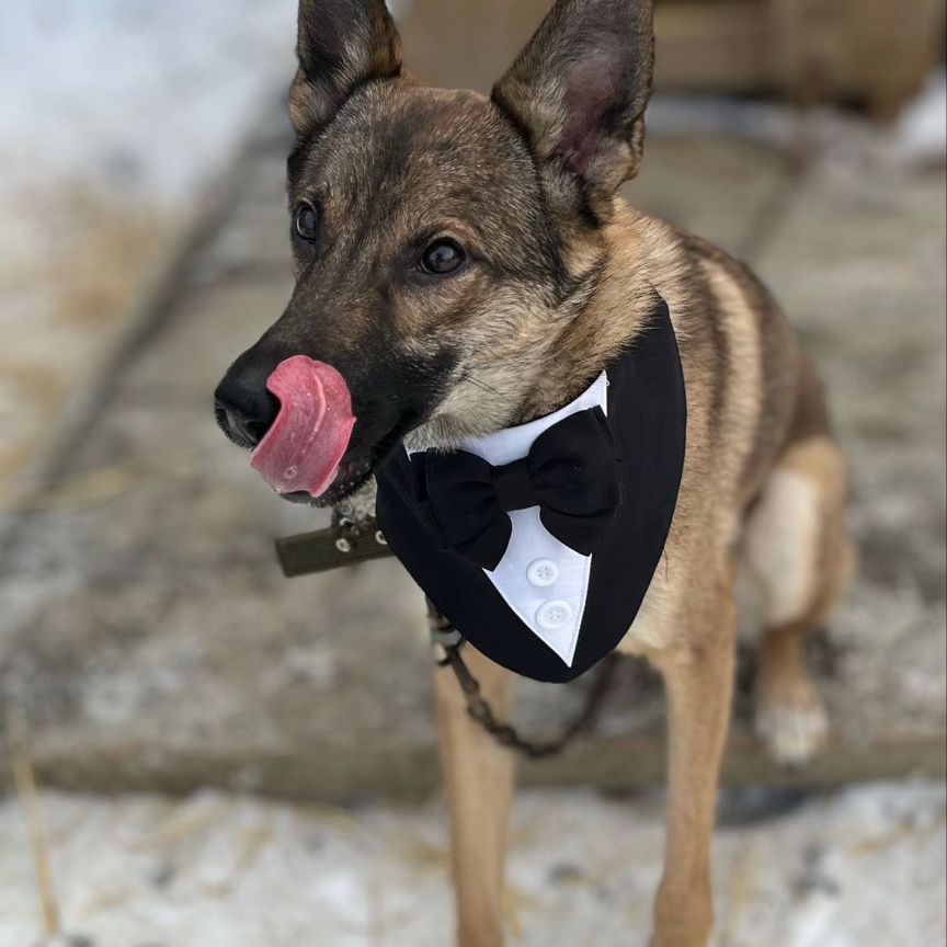 Взрослый пёс в добрые руки