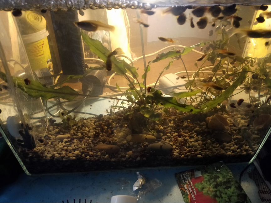 Аквариумные рыбки