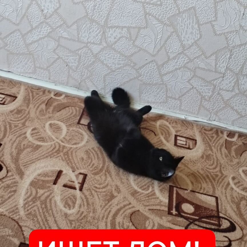 Кошка ищет дом, хозяевам всё равно