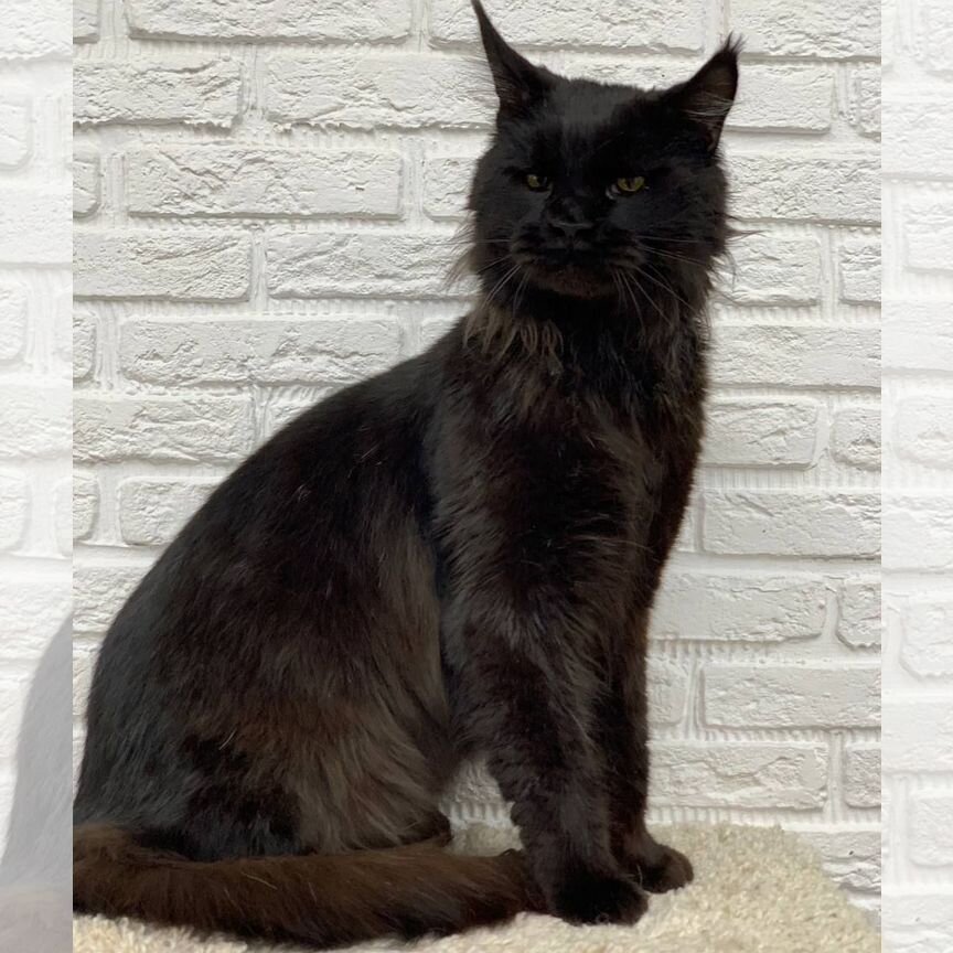 Мейн-кун, кот вязка