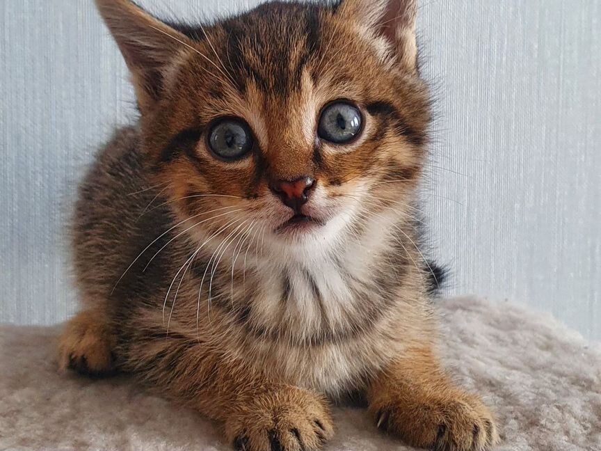 Котенок полосатый кот
