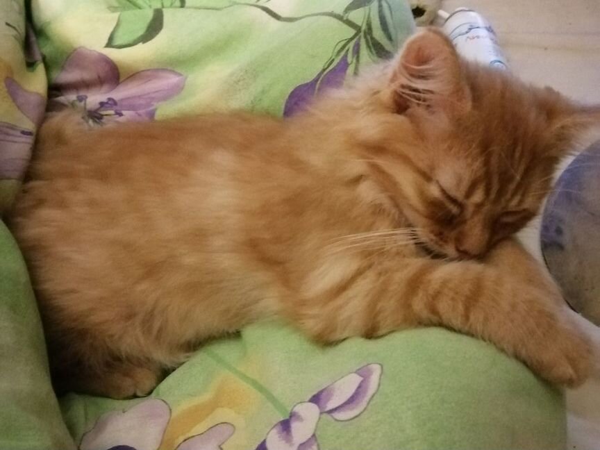 Котята 3 месяца и котик 8 месцев