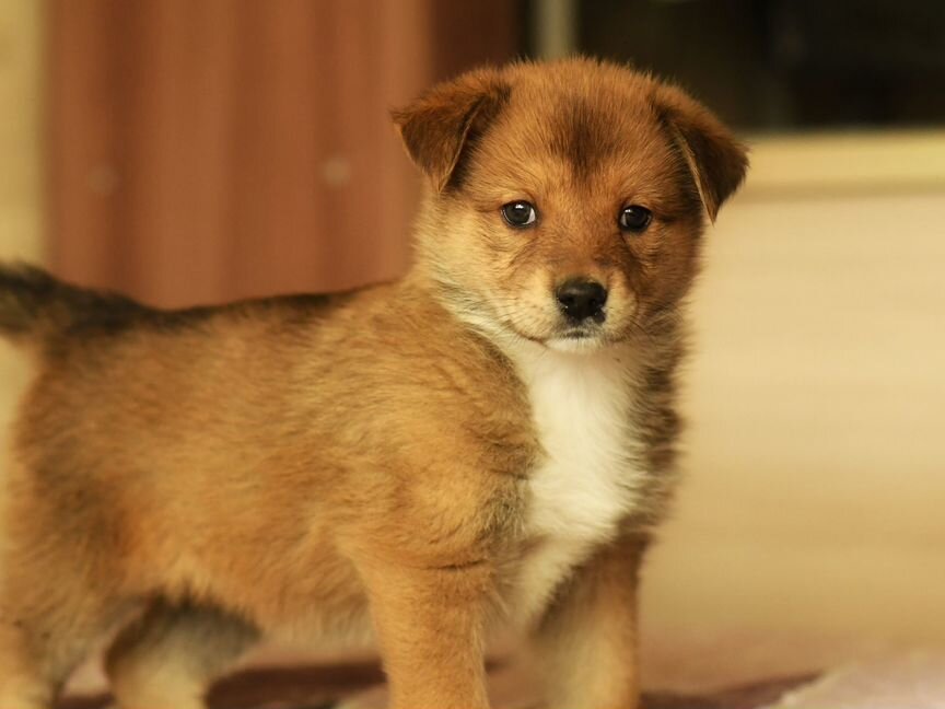 Щенок Пуговка