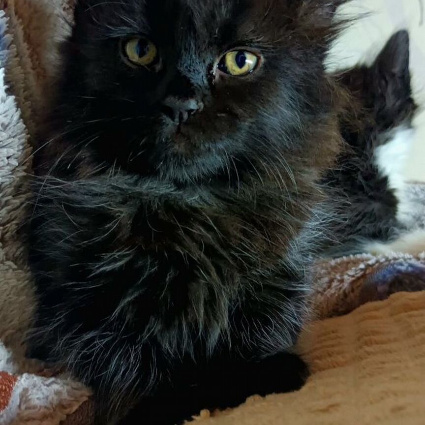 Два сибирячка - пуховичка, 1.5 м