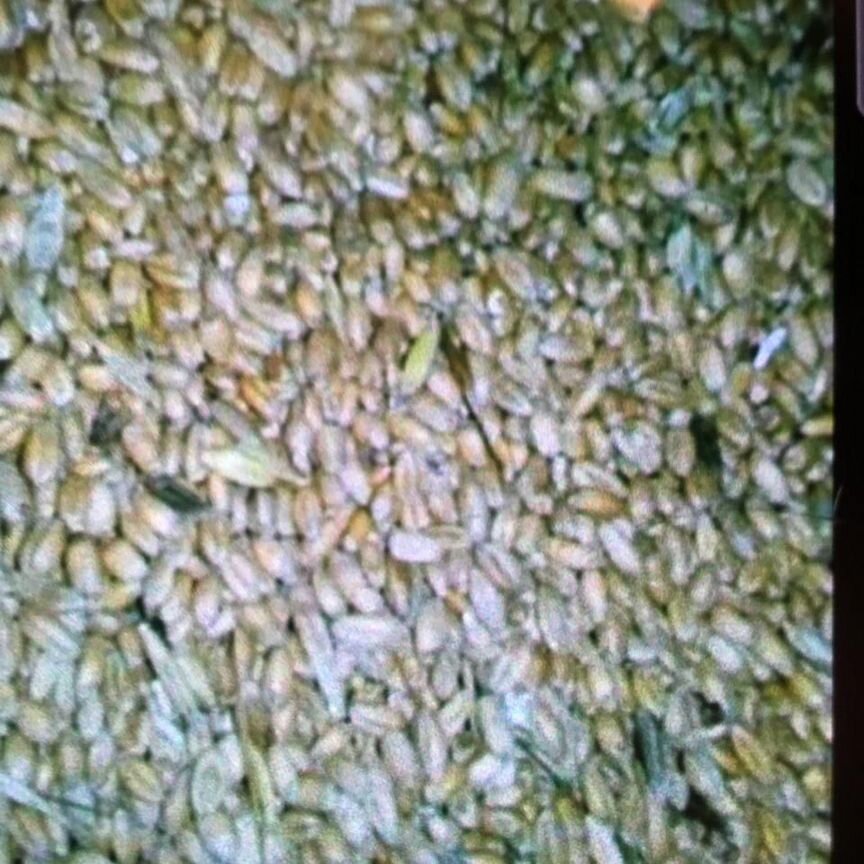 Зерно пшеница