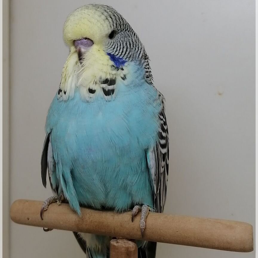 Выставочные волнистые попугаи,Чехи,птенцы