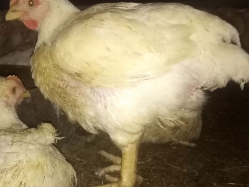 Цыплята бройлеры