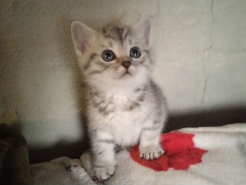 Котенок девочка британец
