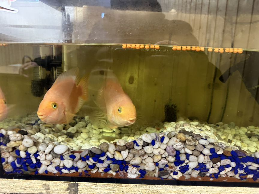 Рыбки с аквариомом