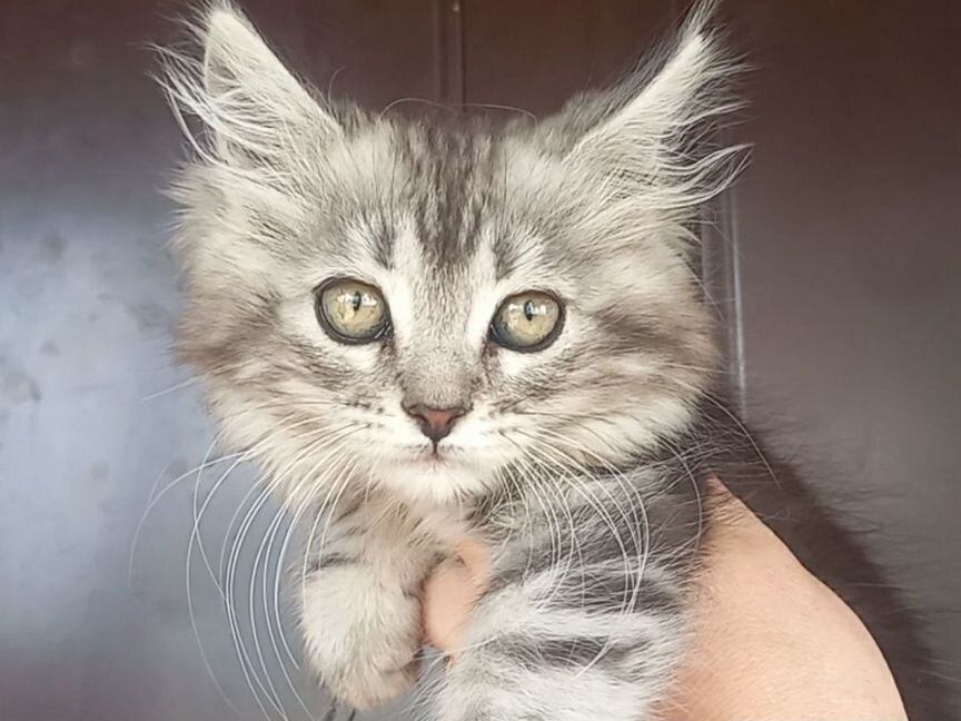 Котенок ищет дом