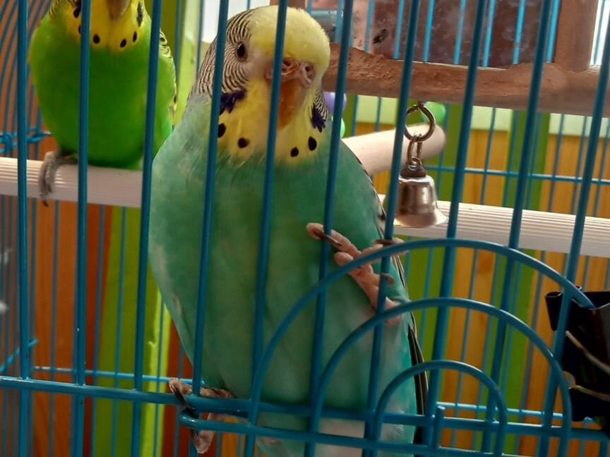 Попугайчики Радостные пташки