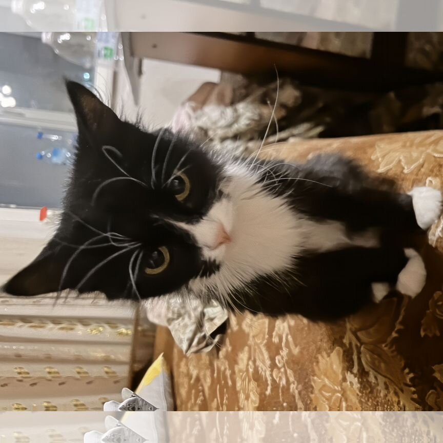 Взрослая, Девочка кошка в добрые руки