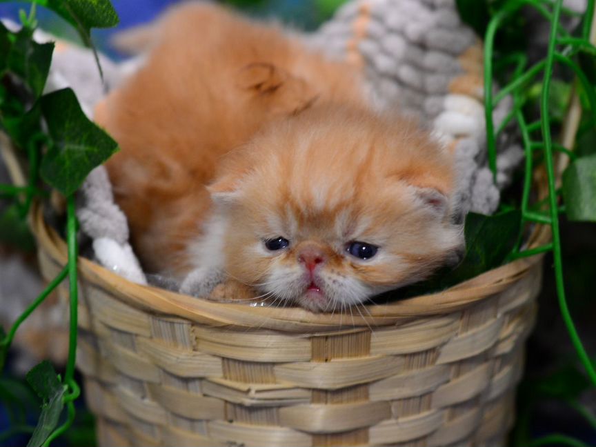 Экзотические короткошерстные котята