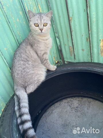 Британская шиншила