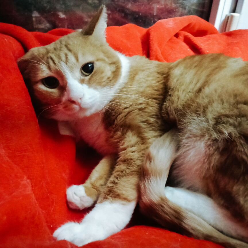 Котик в добрые руки