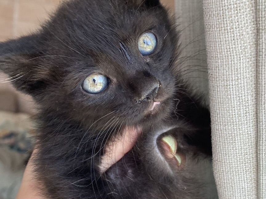 Котенок