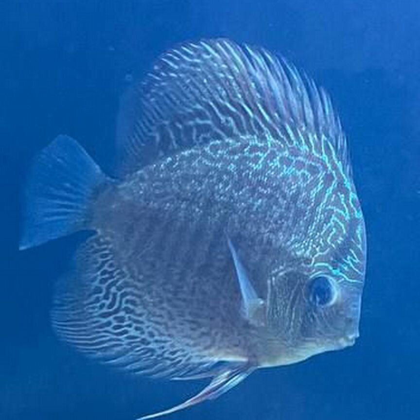 Дискус отдам