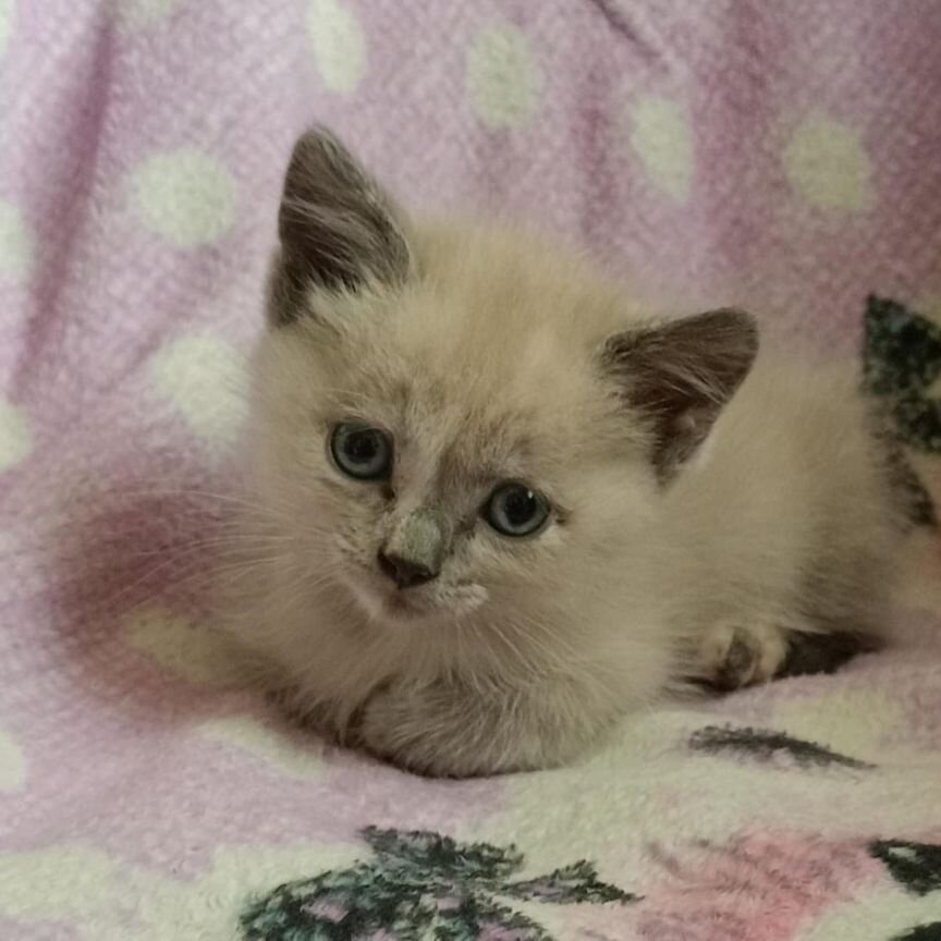 Отдам кошечку