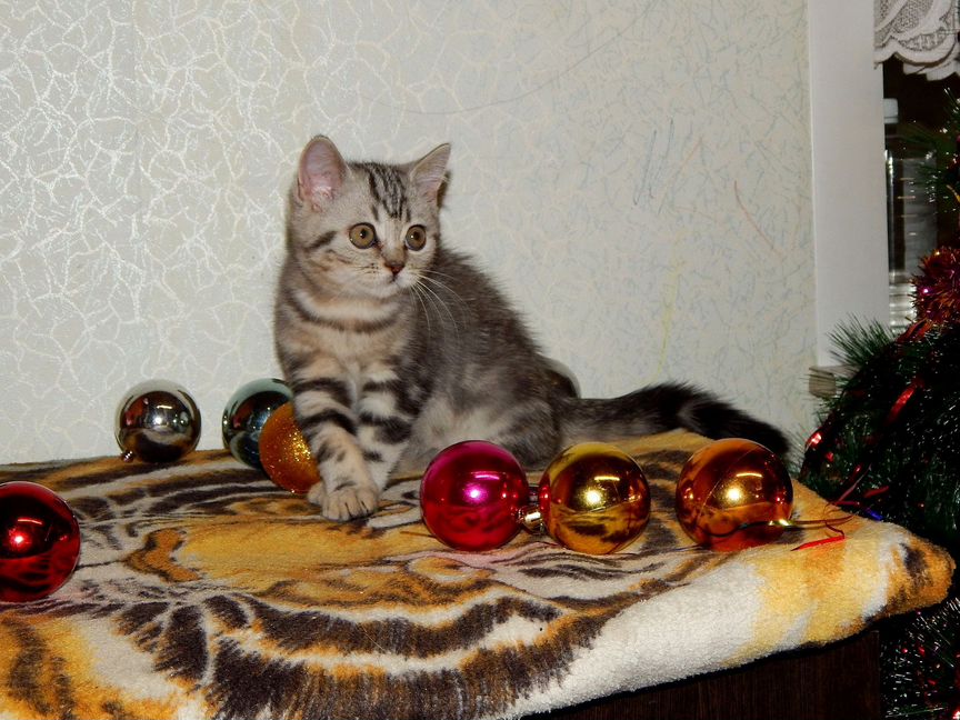 Шотландские котята