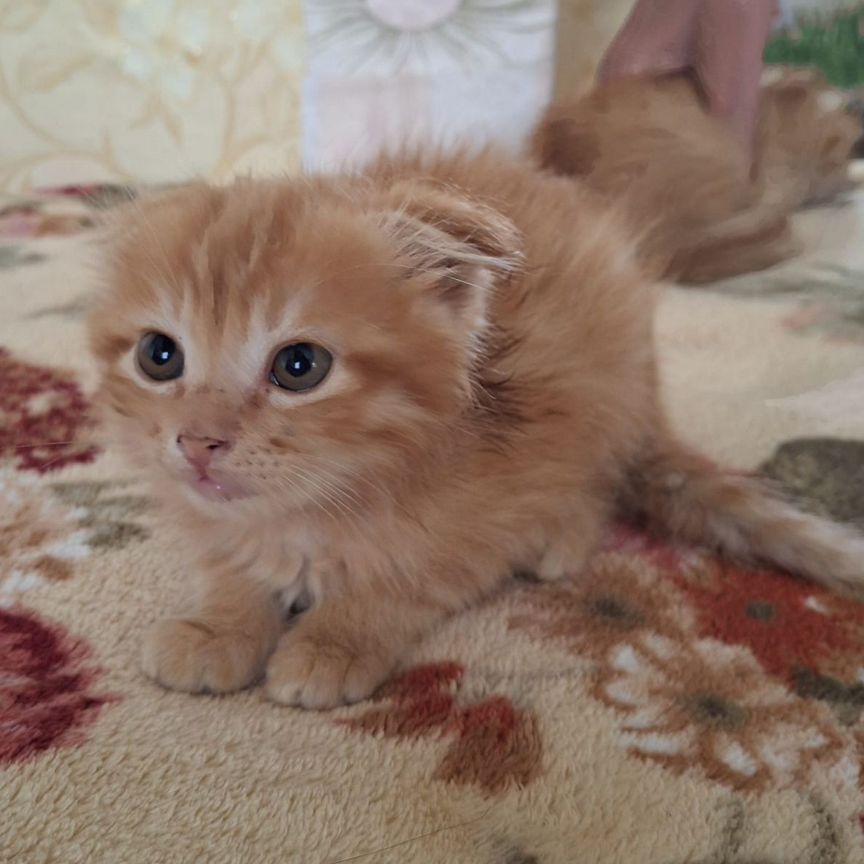Рыжая кошечка вислоушка