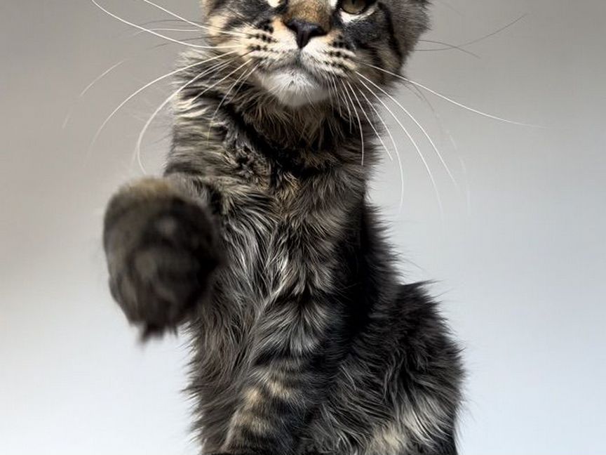 Тигренок мейн кун