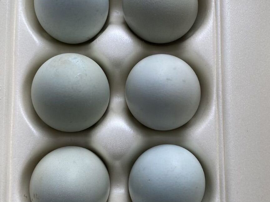 Яйцо породы Амераукана